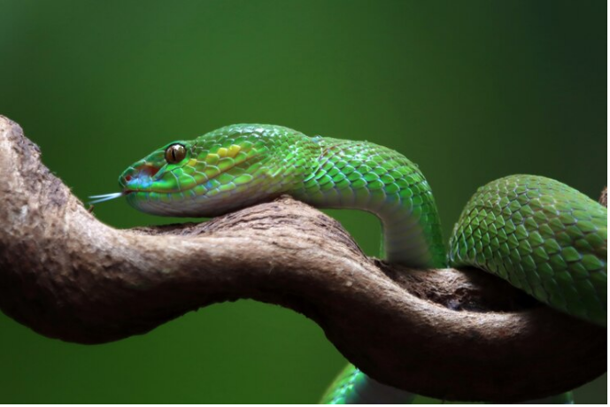 Do snake bite kits work. Snake bite kits were once commonly… | by ...
