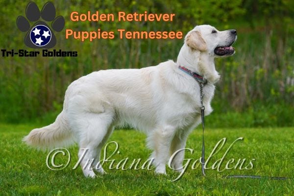 Golden Retriever Puppies Tennessee: Bred with Love in Tennessee from ...