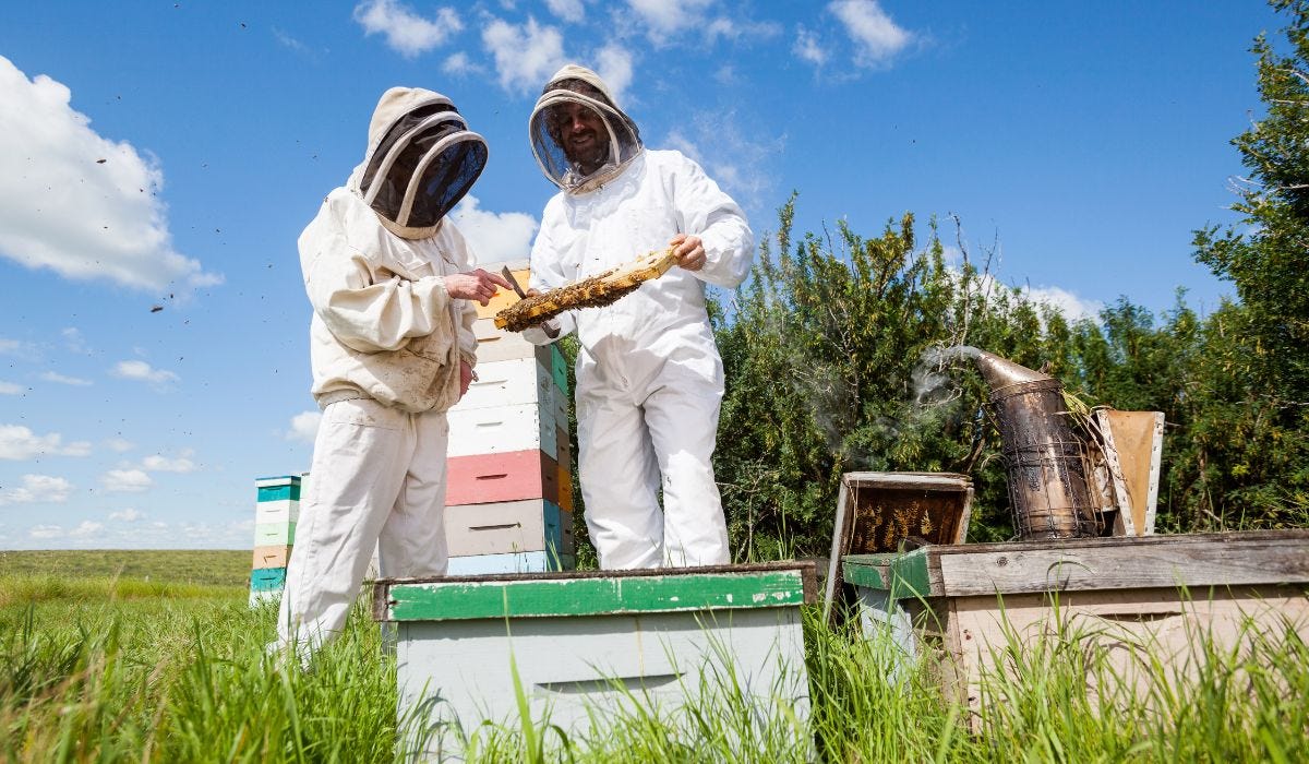 Bee Suit Buying Guide: Navigating Options for Beekeepers | by Hassan ...