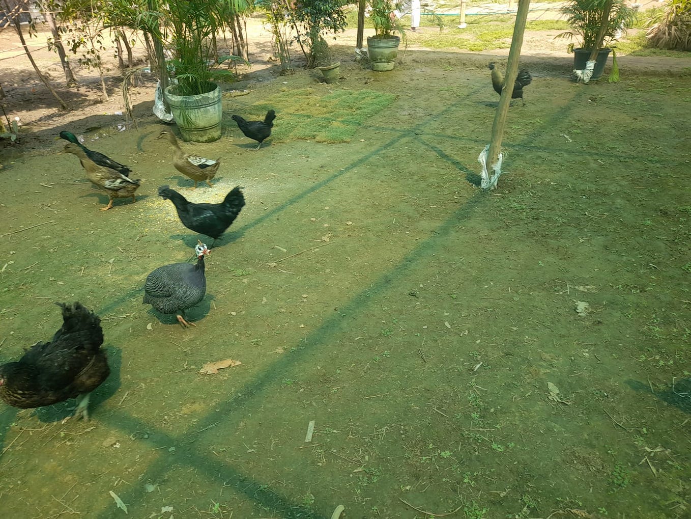 Country chicken,desi chicken,kadaknath chicken,Fresh Meat, Fresh Fish ...