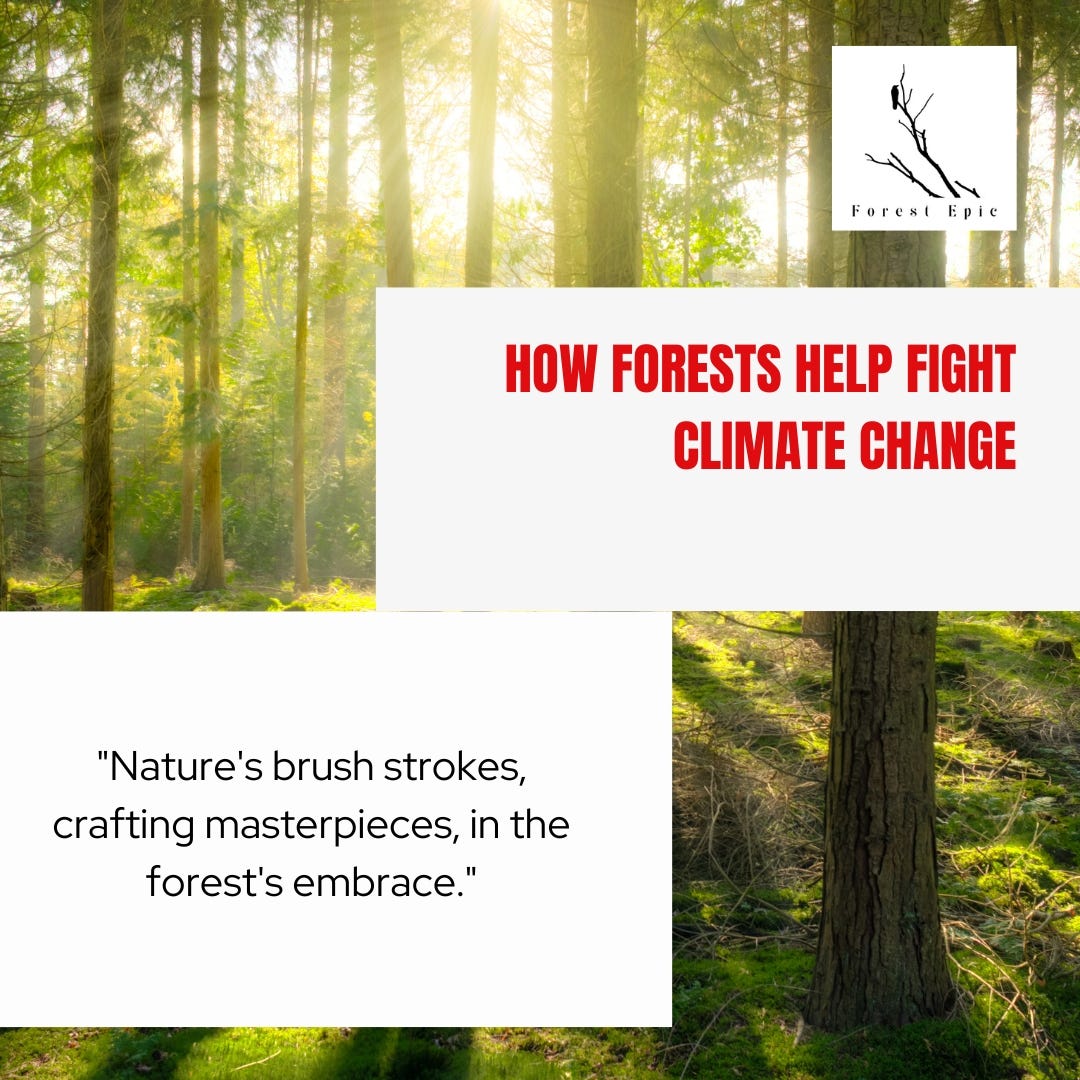 The differents types of forests around the world - William S. - Medium