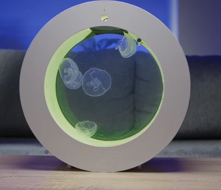 Moon Jellyfish - Pet Jelly Fish - Medium