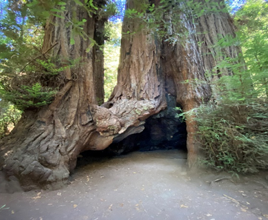 Biden’s Bid to Protect Old-Growth Forests | by Jennifer Normoyle | Medium