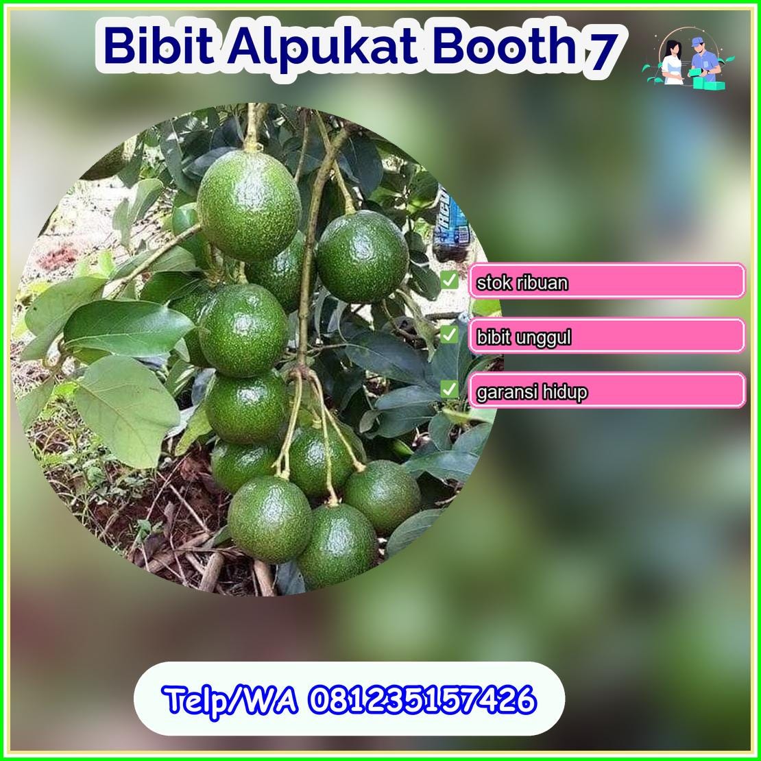 Pusat Pembibitan Bibit Alpukat Cipedak Tanjung Jabung Timur - Erina ...