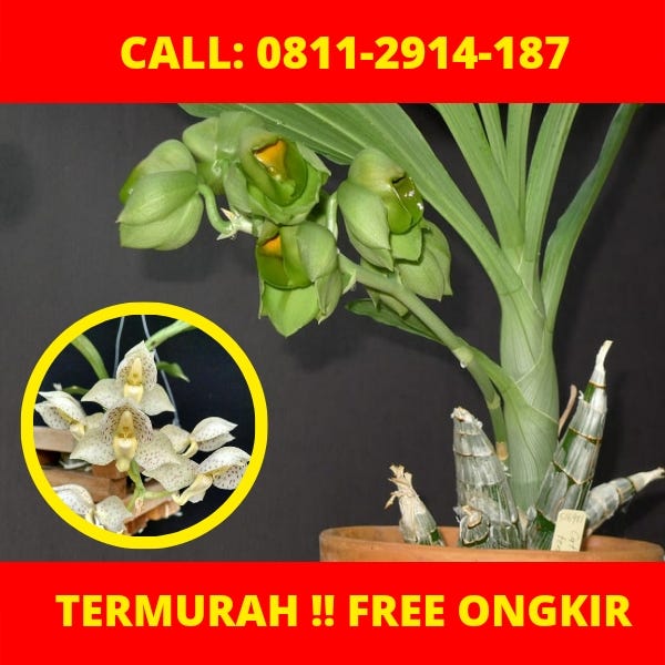 AMAN ! CALL! 0811-2914-187 Jual Tanaman Anggrek Papua. Klik https://wa ...