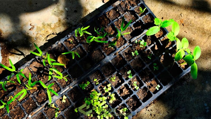 Image Processing: Trivialised. Deep learning, for everything, WHY? | by ...