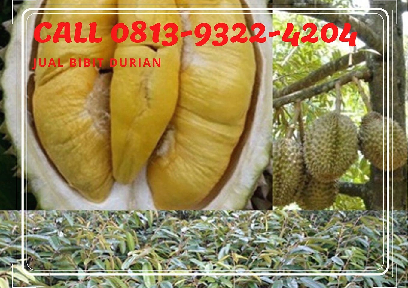 TSEL/WA 081–331–734–403, Seragam Olahraga Guru jepara | by TSEL / WA 0813–9322–4204, Jual Bibit ...