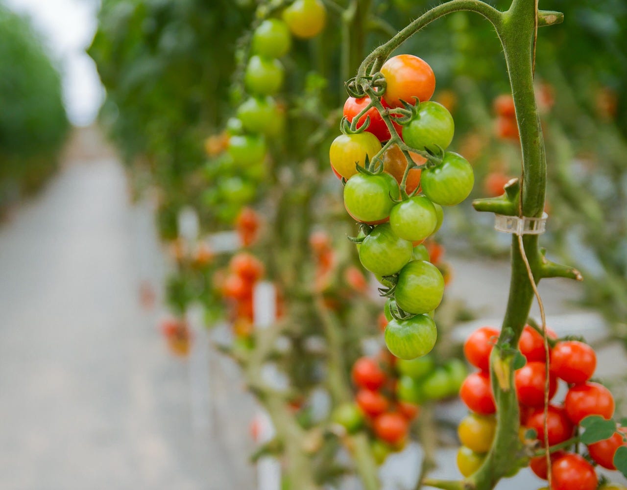A Look at 4 Successful Urban Farms | by Mark Crumpacker | Medium