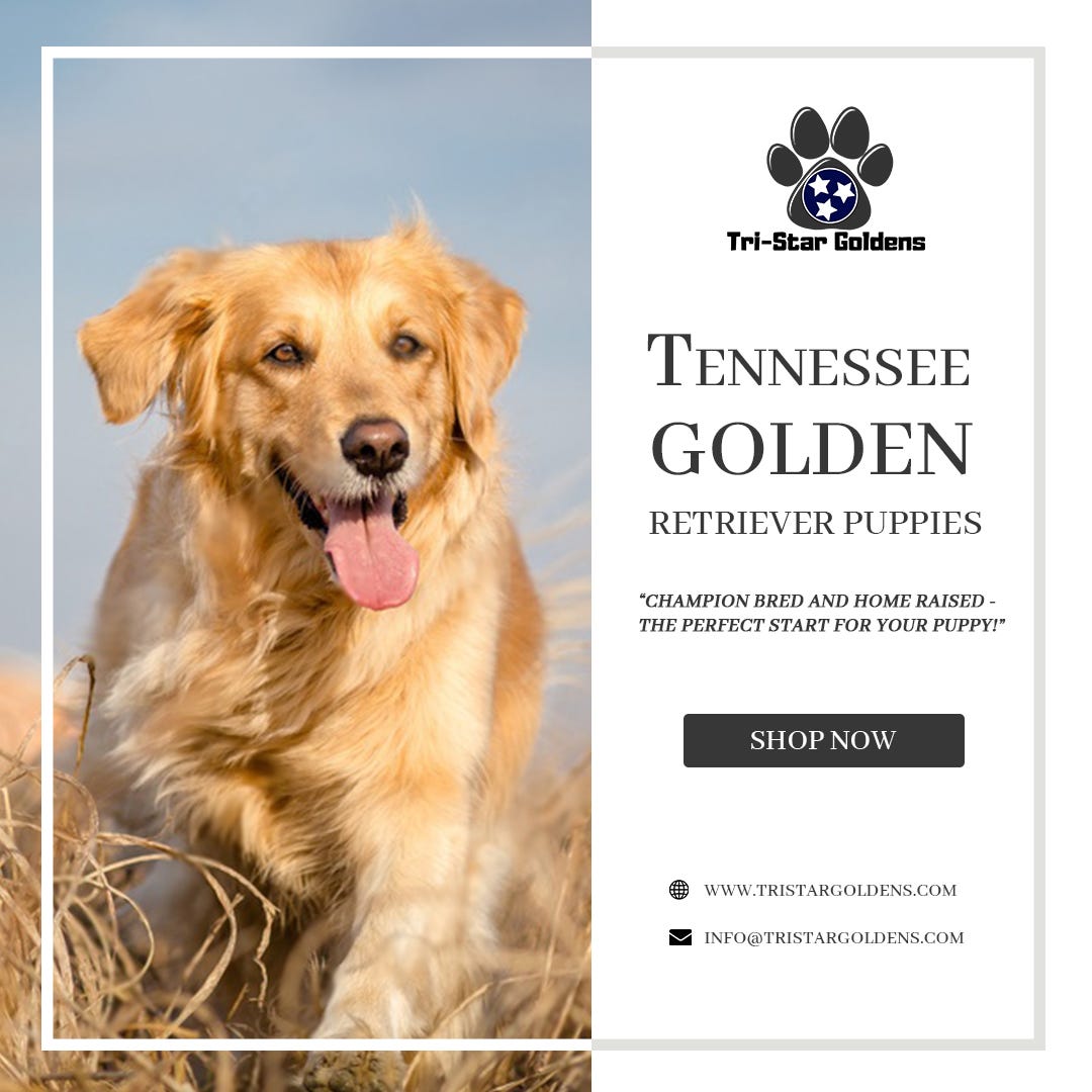 Golden Retrievers in Tennessee: Find Your Perfect Match ...