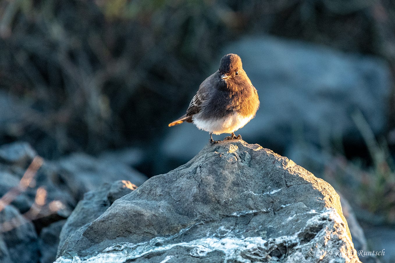 Acquire and Analyze Inflation Data in the US with an API, Python, and Tableau | by Randy Runtsch ...