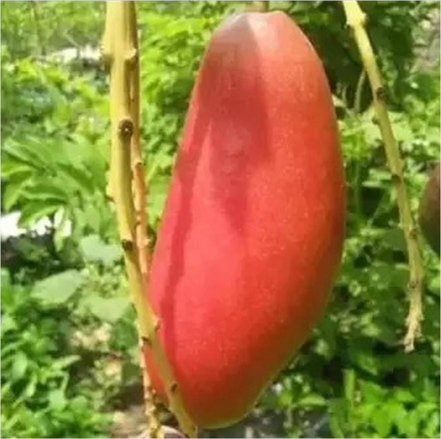 Bibit Mangga Garifta Merah Karangasem | by paranadipa bibit | Medium