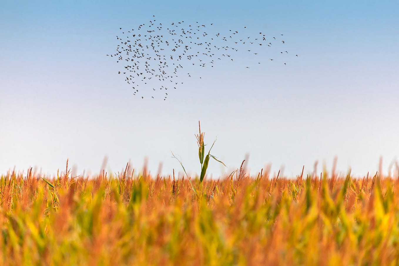 Grain Drain. Longterm & Lasting Metastatic Sequelae | by Nell Watson ...