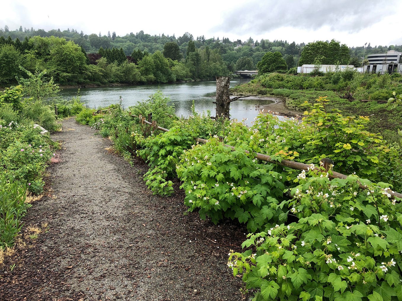 The Skokomish Tribe’s enduring fight to protect their culture, wildlife ...