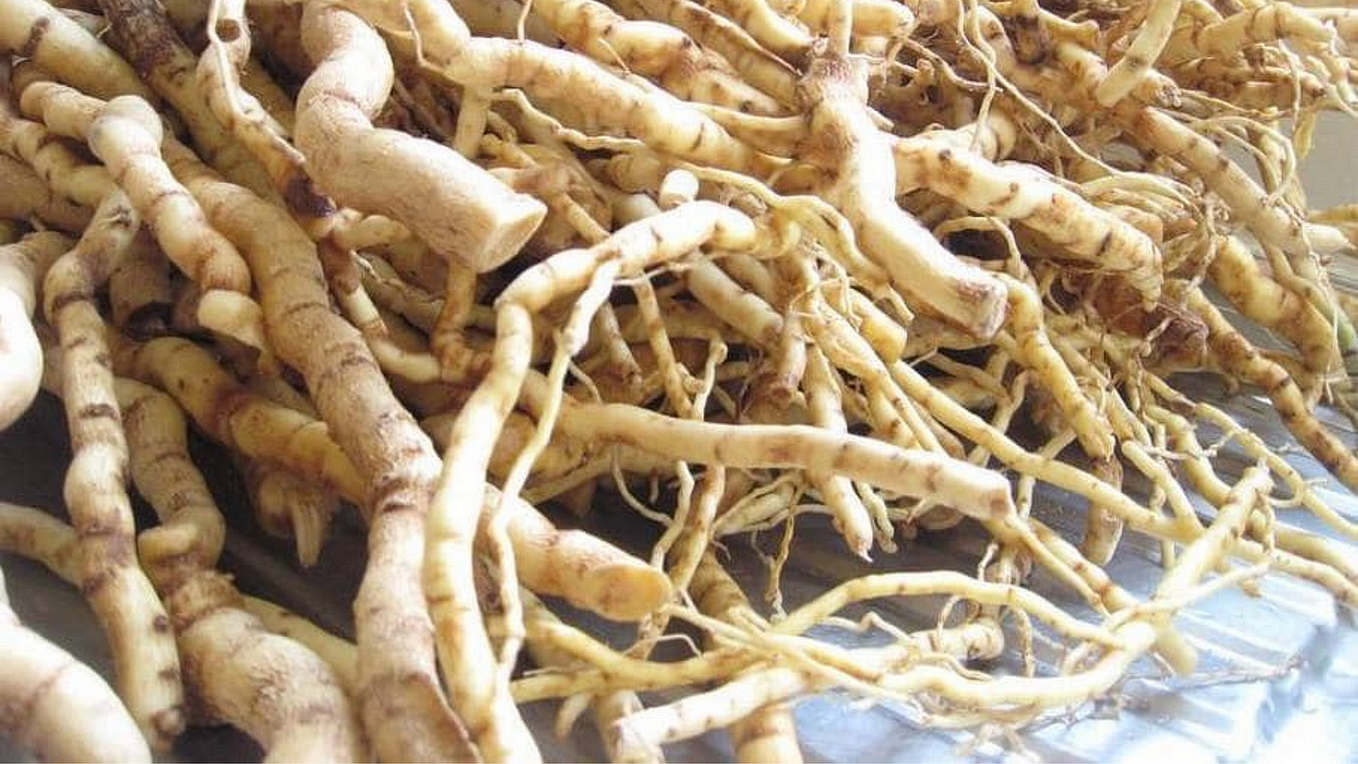 Do You Know the Unique Benefits of Gorontula? | by Behalalorganics ...