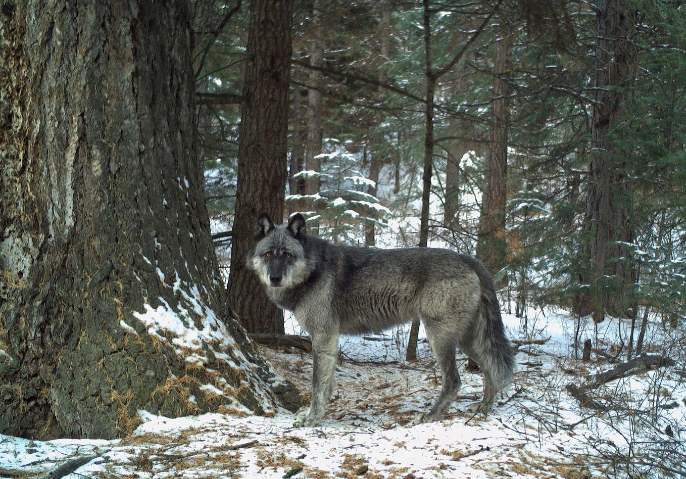 Remembering OR-7, the Wolf Who Journeyed Back to California | by Amaroq Weiss | Center for ...