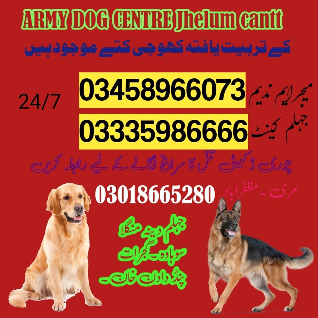 KHOJI DOG CENTER SWABI | 03458966073 | By Army Dog Center Swabi | by ...