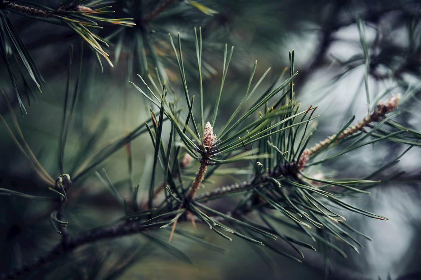 Bring Machine Learning to the Data | by Christianlauer | Towards Data ...