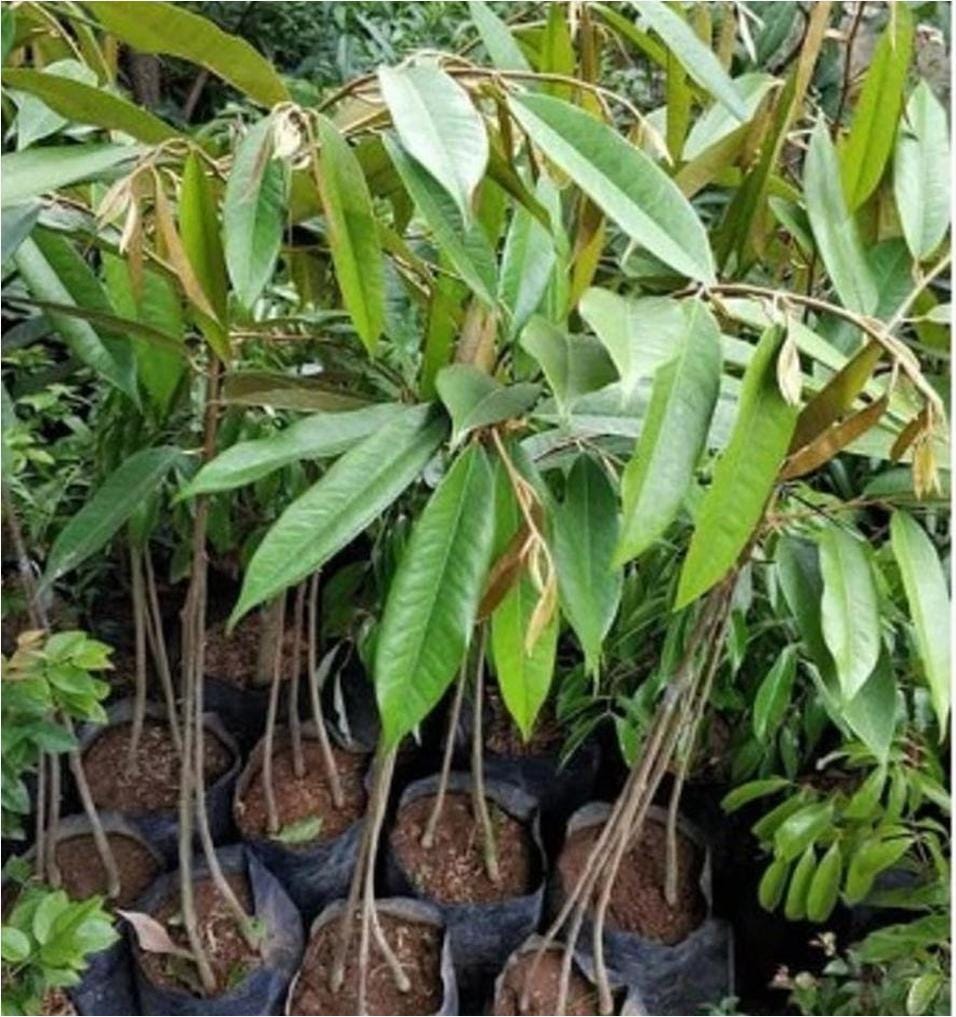 Bibit Stek Vanili Cm Panili Jenis Planipolia Vanilla Unggul Murah ...