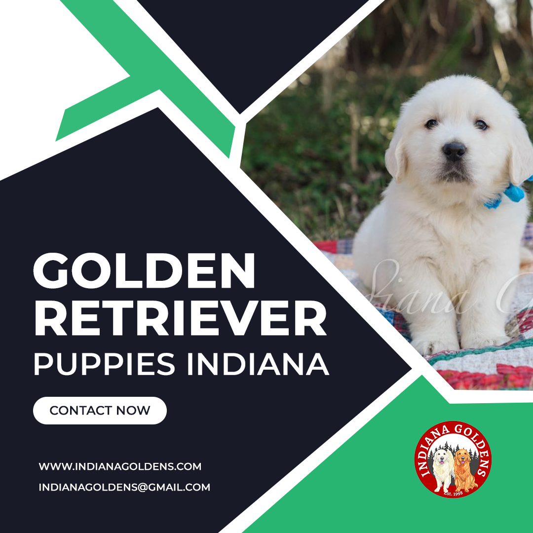 Discover the Charm of White Golden Retriever in Indiana - Indiana ...