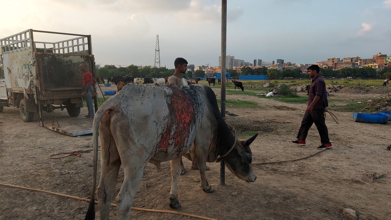 Stray Animal Incredible Journey: From Rescue to Recovery in Noida ...