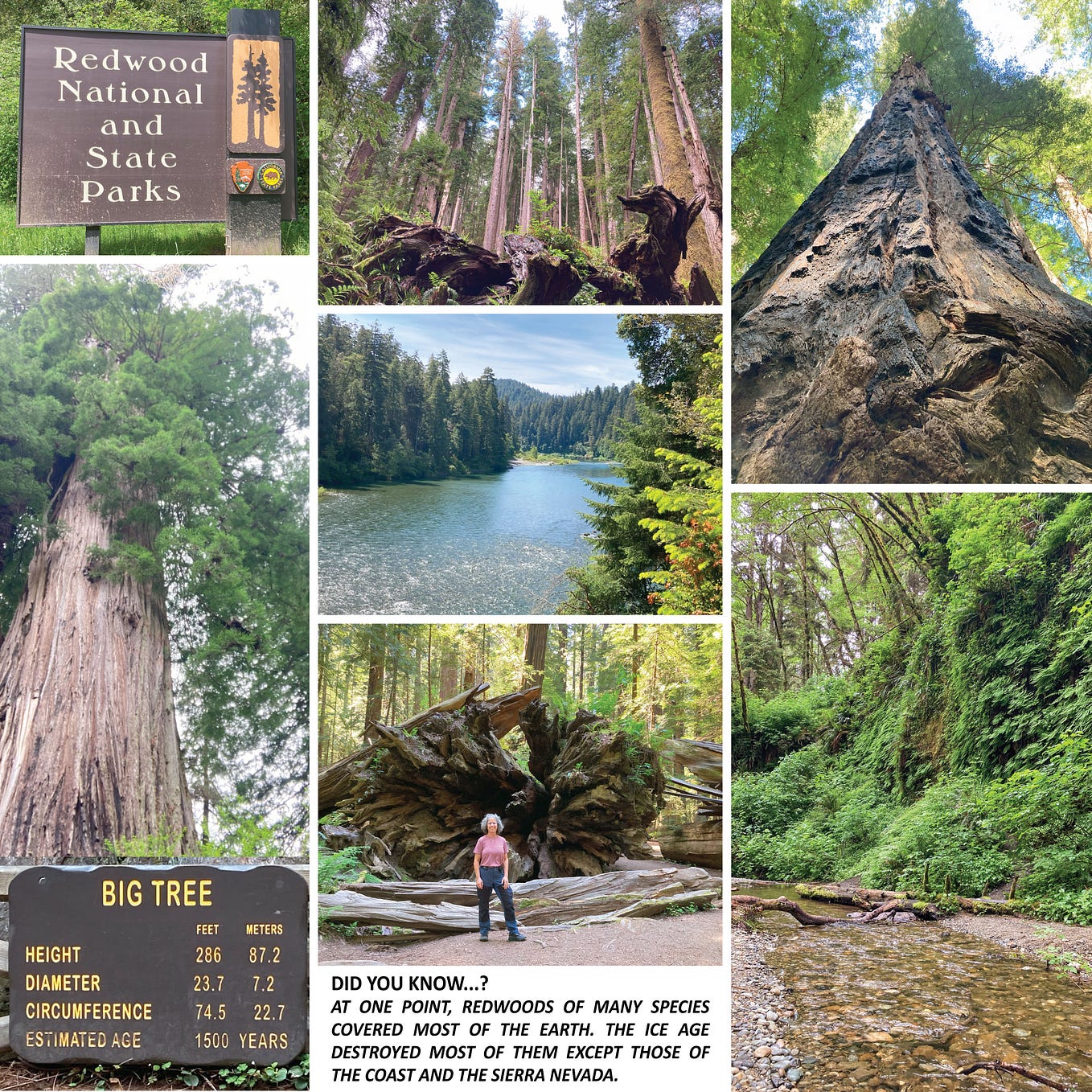 The Lost Dutchman State Park and Saguaro National Park, Arizona | by Gila Melamed | Medium