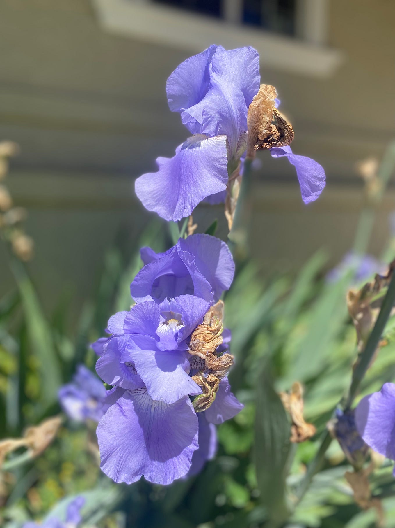 to Angela Davis. a free verse poem for Crucible: the… | by Samantha ...