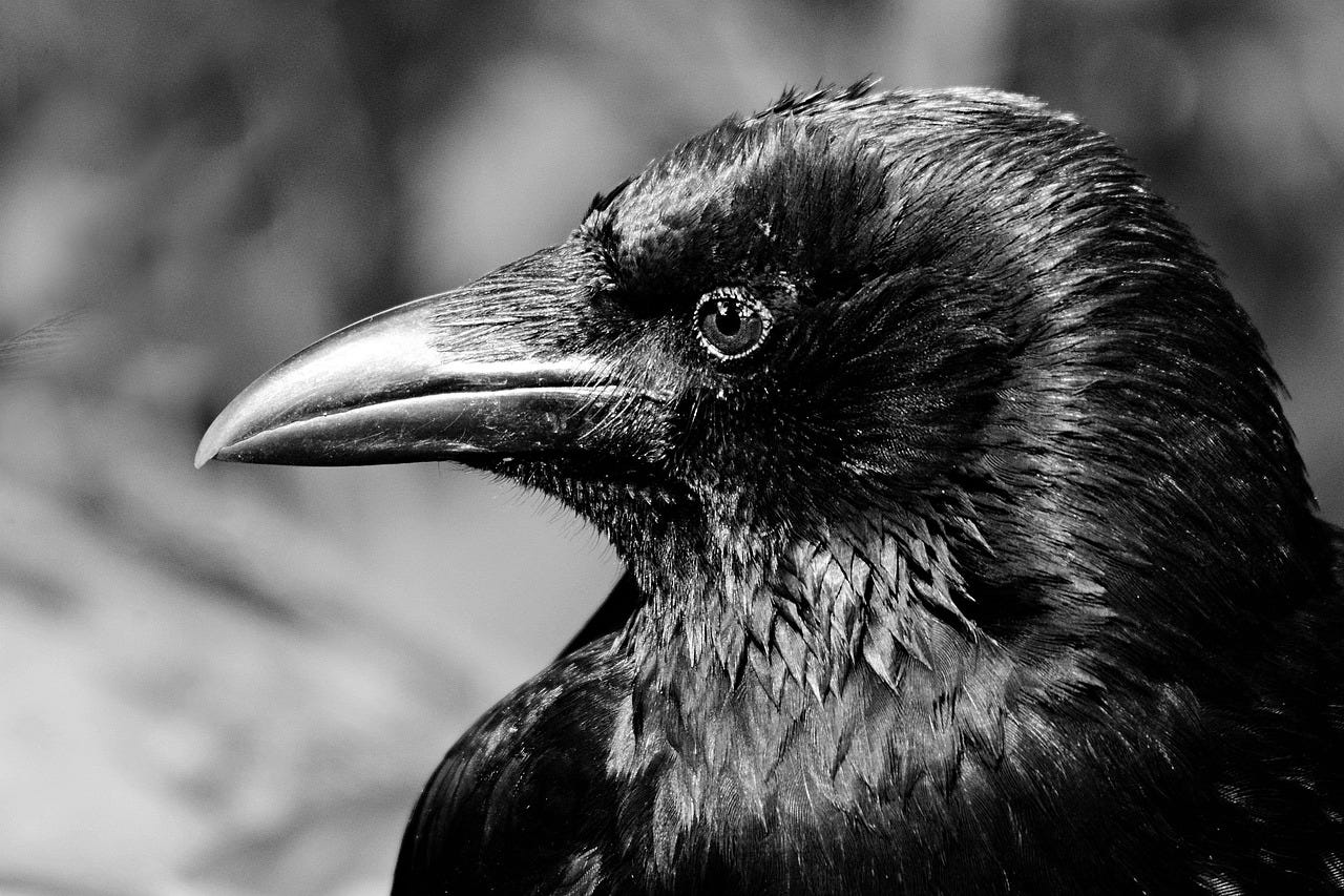 Life Interrupted. Dark Lore Digest Prompt #3: The Rule of… | by E.D ...