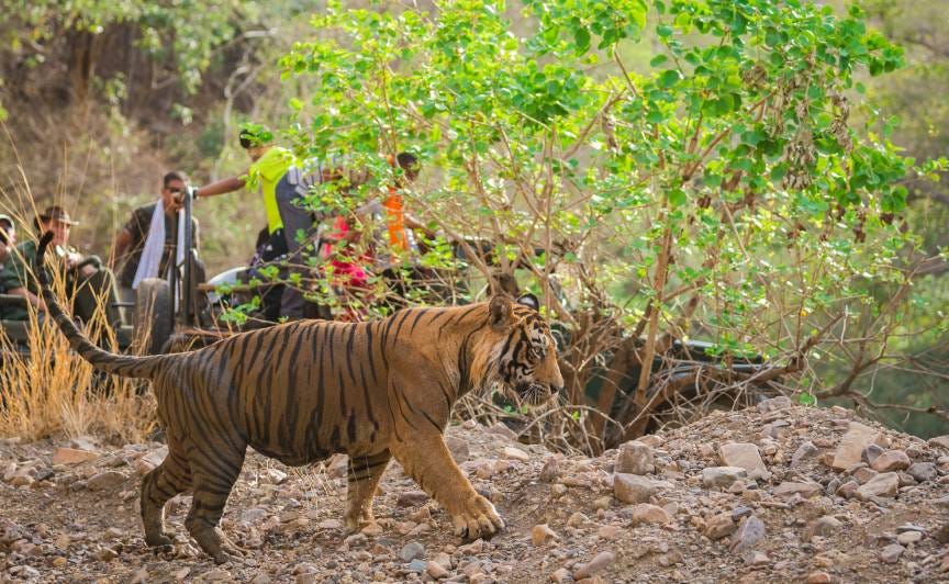 Jawai Leopard Safari: Exploring the Wild Heart of Rajasthan - The Wild ...