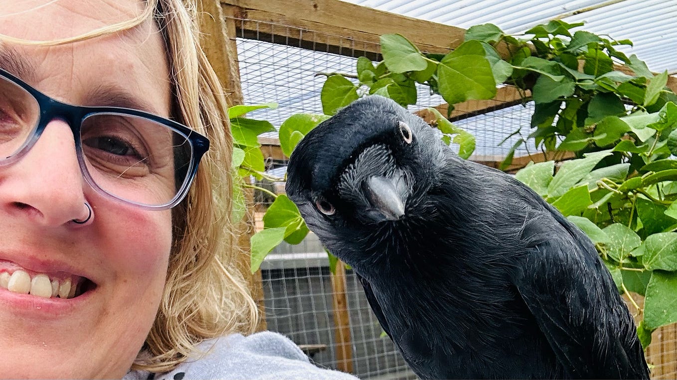 Feeding the Crows: A Quick Guide. As a specialist corvid rehabber, I am ...