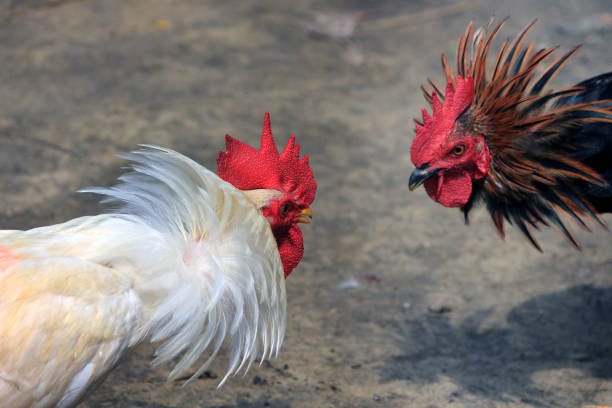 How To Become A Full Stack Data Scientist In 2024 | by Briit | Total ...