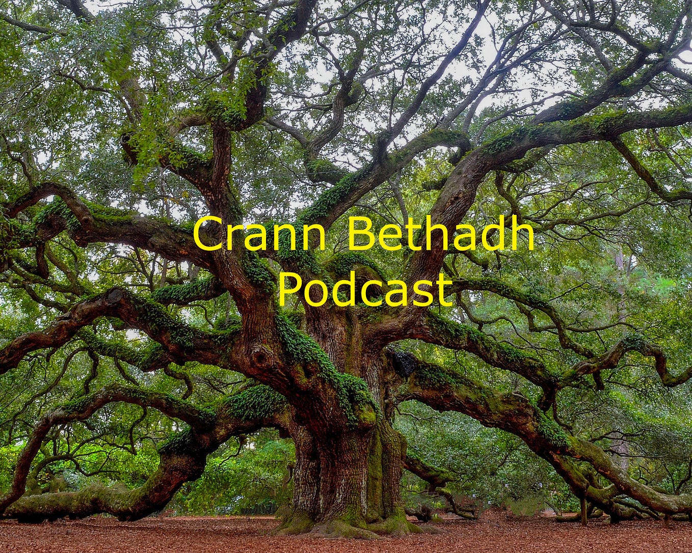 Crann Bethadh Newsletter. For September 1st, 2023 | by Terrance O ...