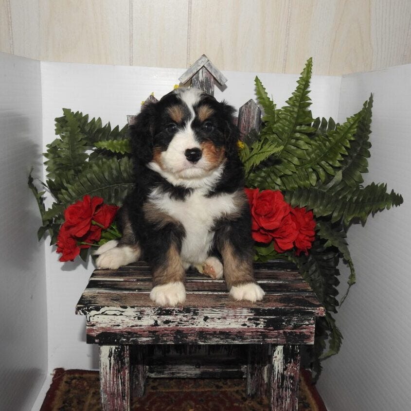 Miniature Bernedoodle Female | Michiana Bernedoodles - Michiana ...