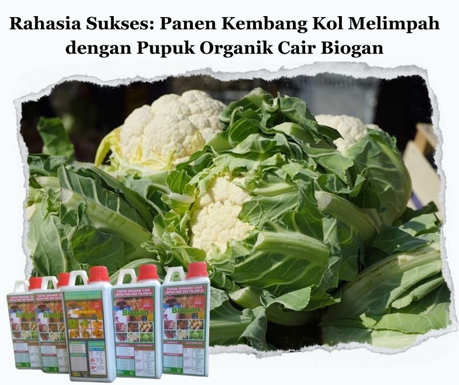 Meningkatkan Hasil Panen Sawi dengan Pupuk Organik Cair Biogan | by ...
