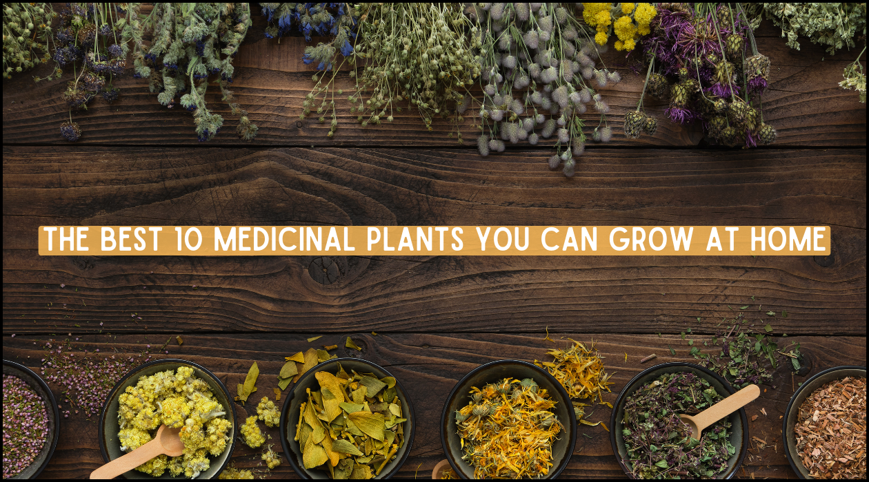 How to Grow and Use Sage for Health Benefits? | by jamal medicinal ...