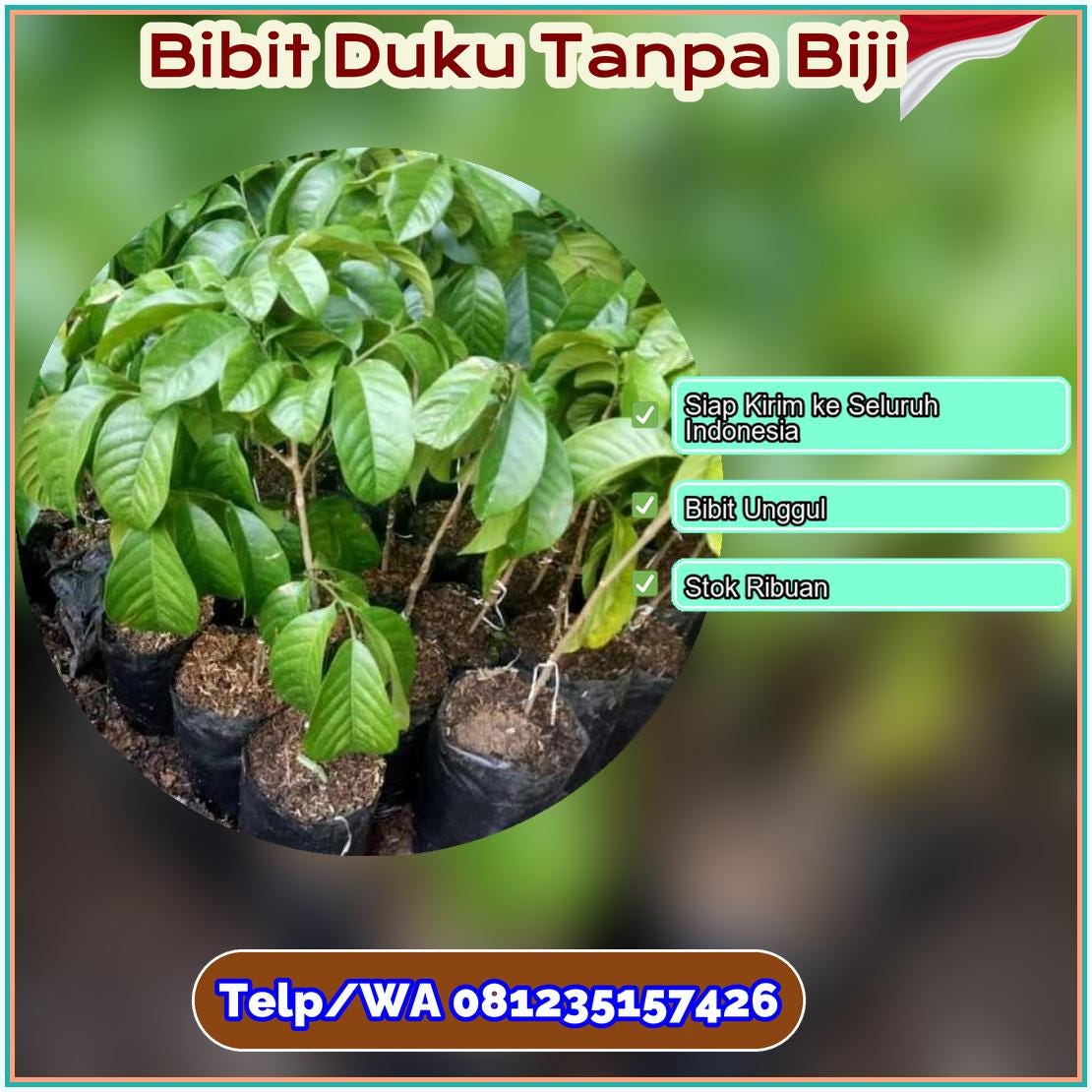 Jual Bibit Duku Tanpa Biji Cianjur | by Itangnursery | Medium