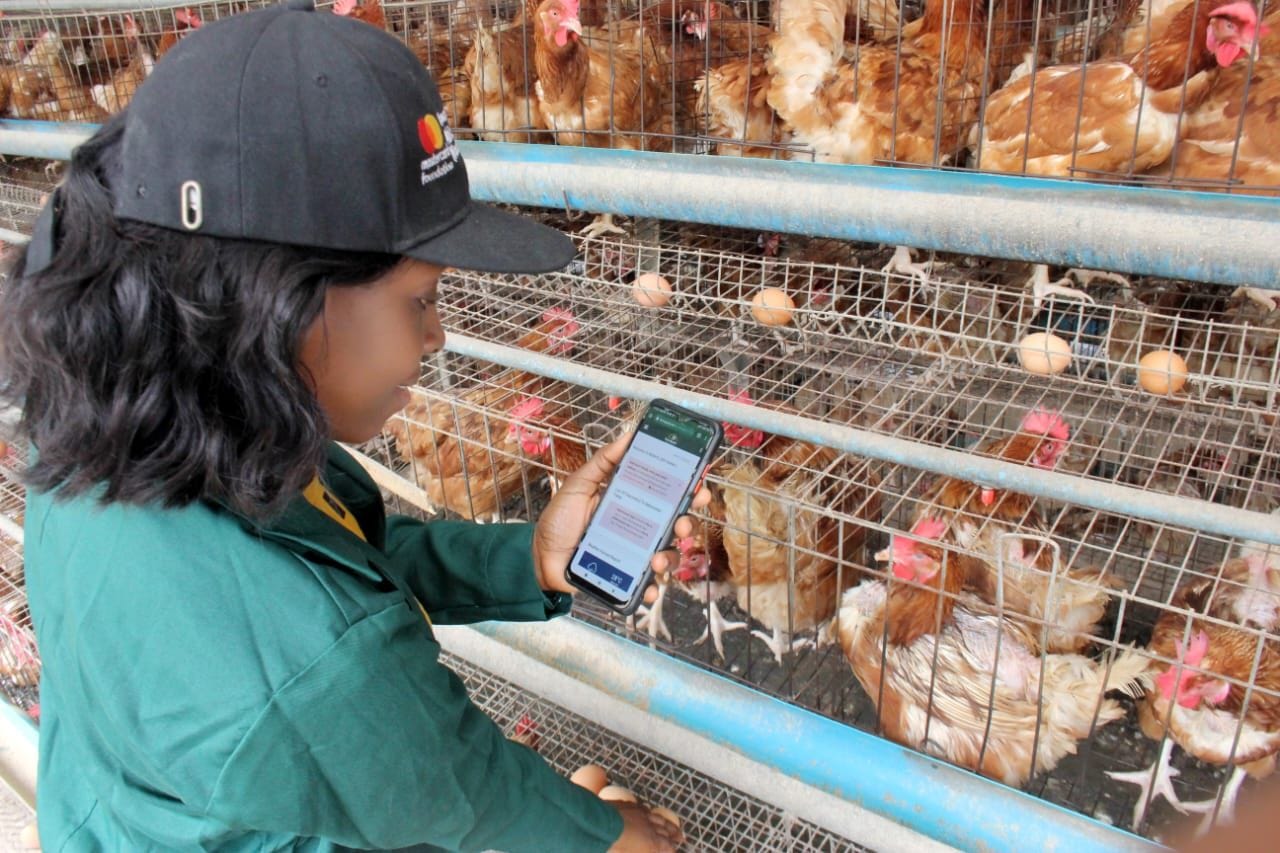 Biosecurity 101: Keeping Your Poultry Healthy And Happy. | Medium