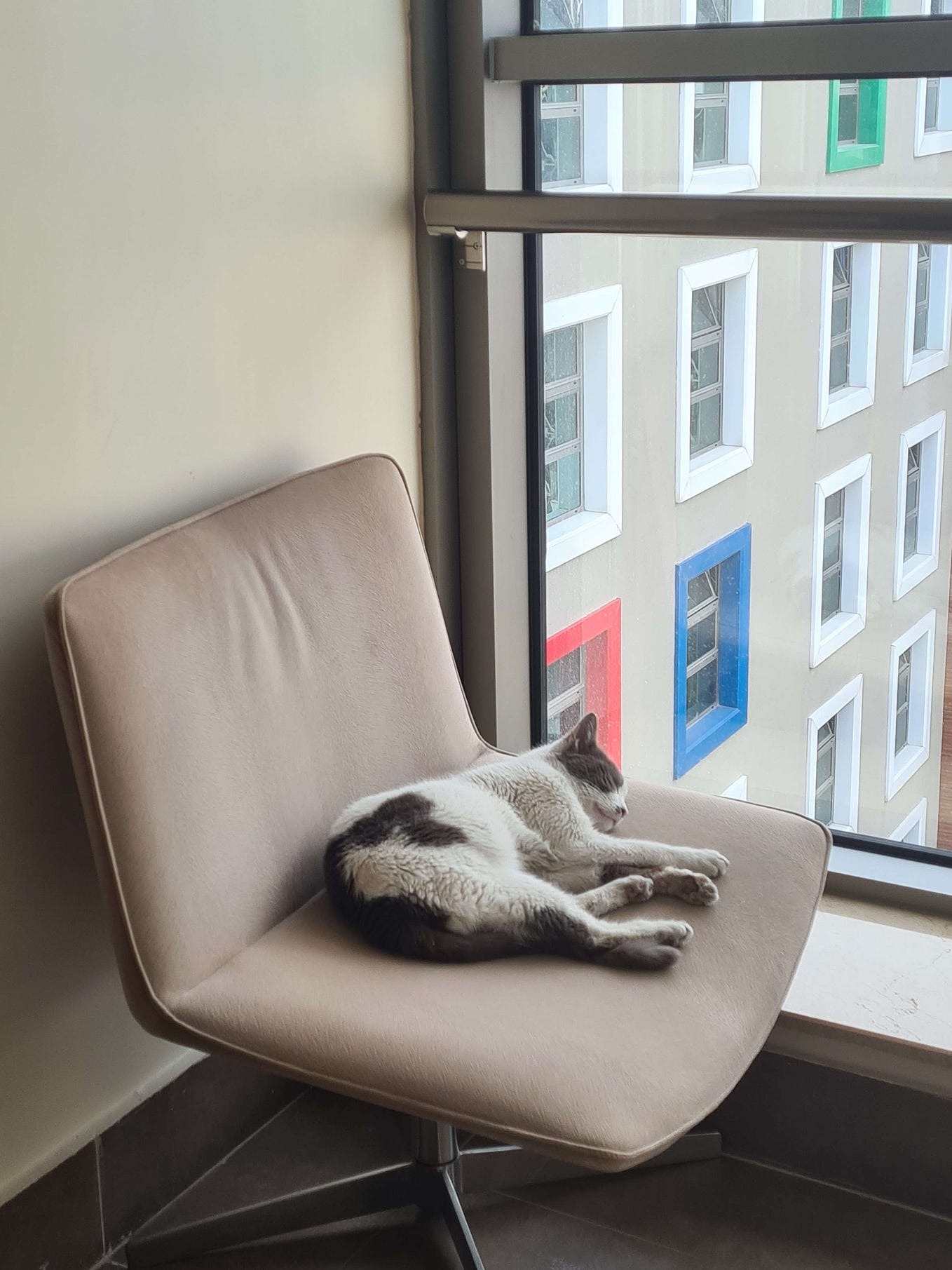 How Do Cats See the World?. Hi there, cat lovers! 🐾 | by Piece of ...