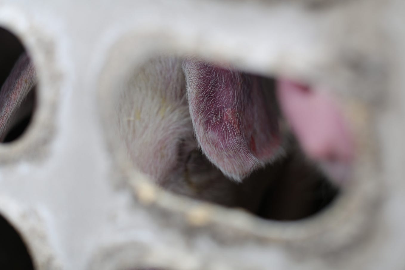 Nobody Wants to Kill Animals For You | by Anna Pippus | Medium
