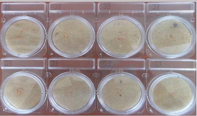 Clitoria Ternatea Flower Extract: An Alternative to Methylene Blue ...