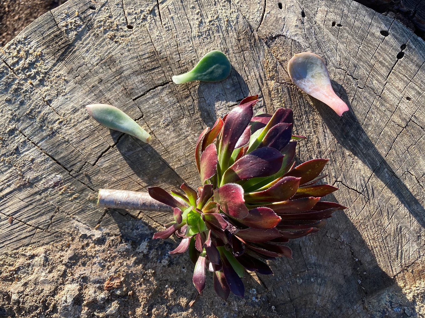 Growing Succulents — A Fast And Simple How-To Guide | by Lora Knox ...