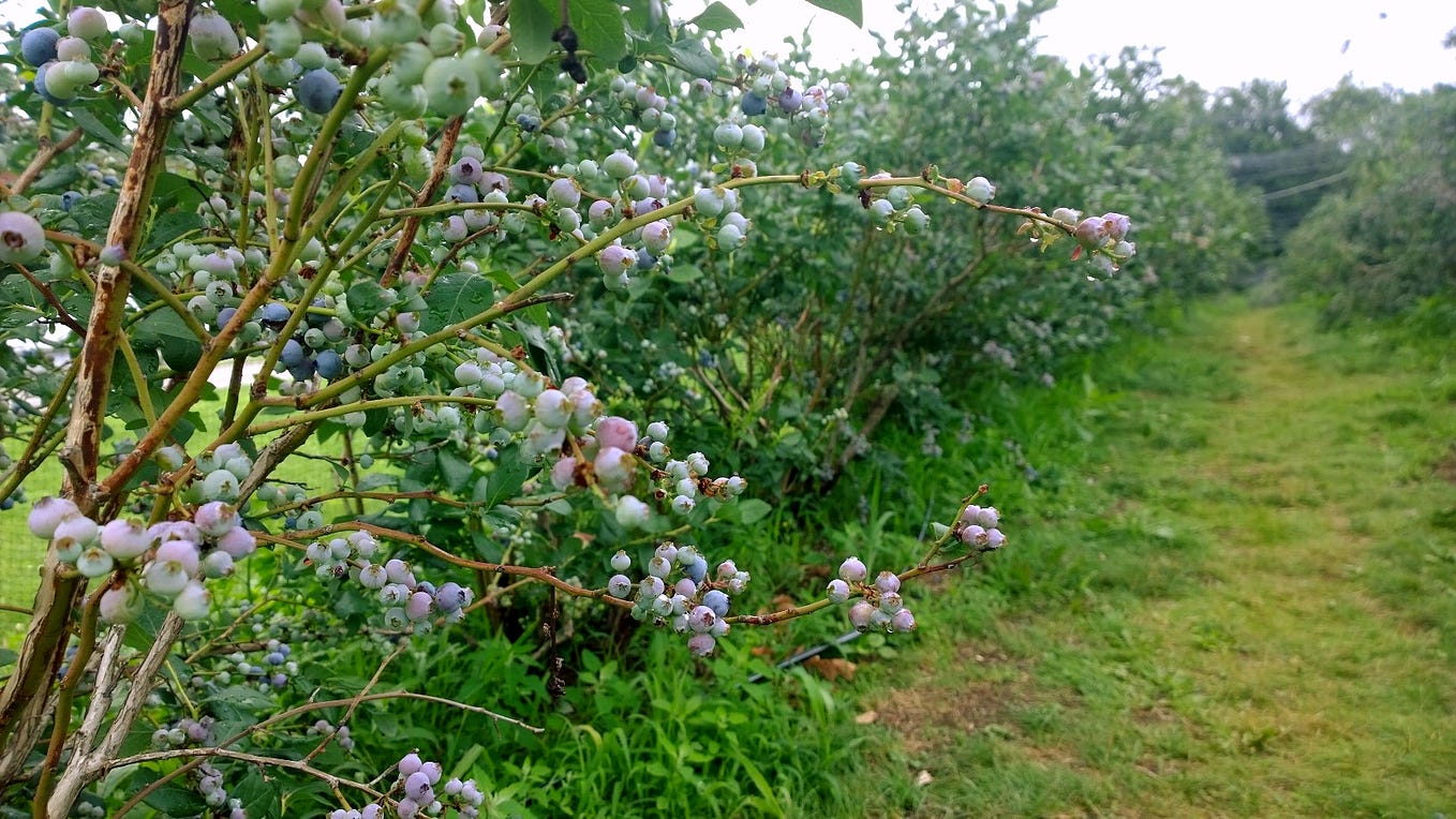 Intercropping Vegetable Plants for Aesthetic Beauty-Designing Part 1 ...