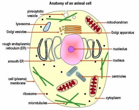 The Essential Workers of the Circulatory System: A Closer Look at Blood ...