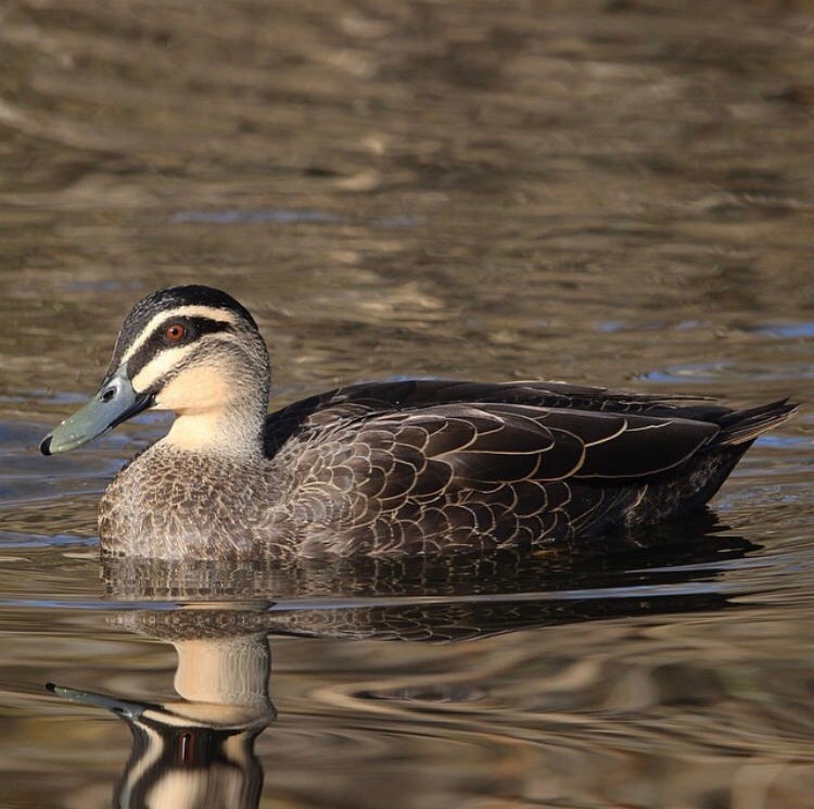 Mallard Ducks are breeding an Australian Duck to extinction | by Jason ...