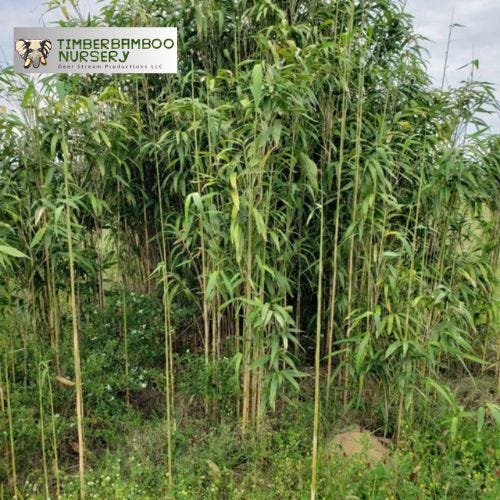 Find Quality Bamboo Plants for Sale Here - Timber Bamboo Nursery - Medium