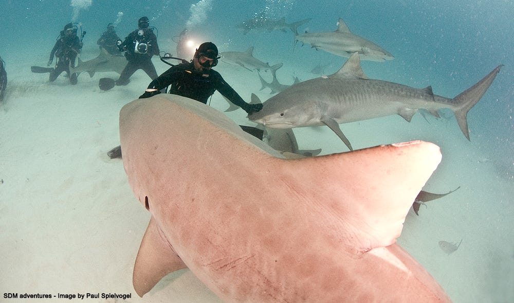 Shark Season Begins…. Well it’s now a week of packing and… | by Eli ...