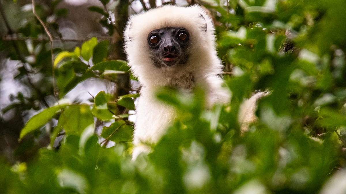 Eight reasons why business should care about biodiversity | by WWF ...