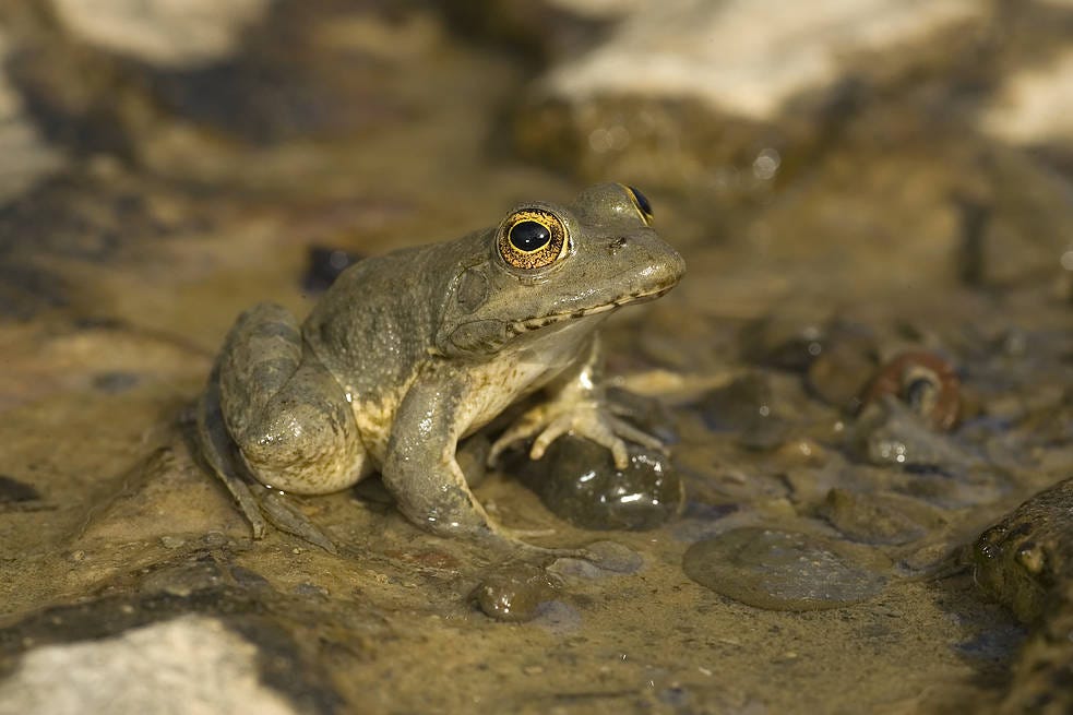 Amphibian Advocate — Sword-Tail Newt | by Anthony Palyszeski | Medium