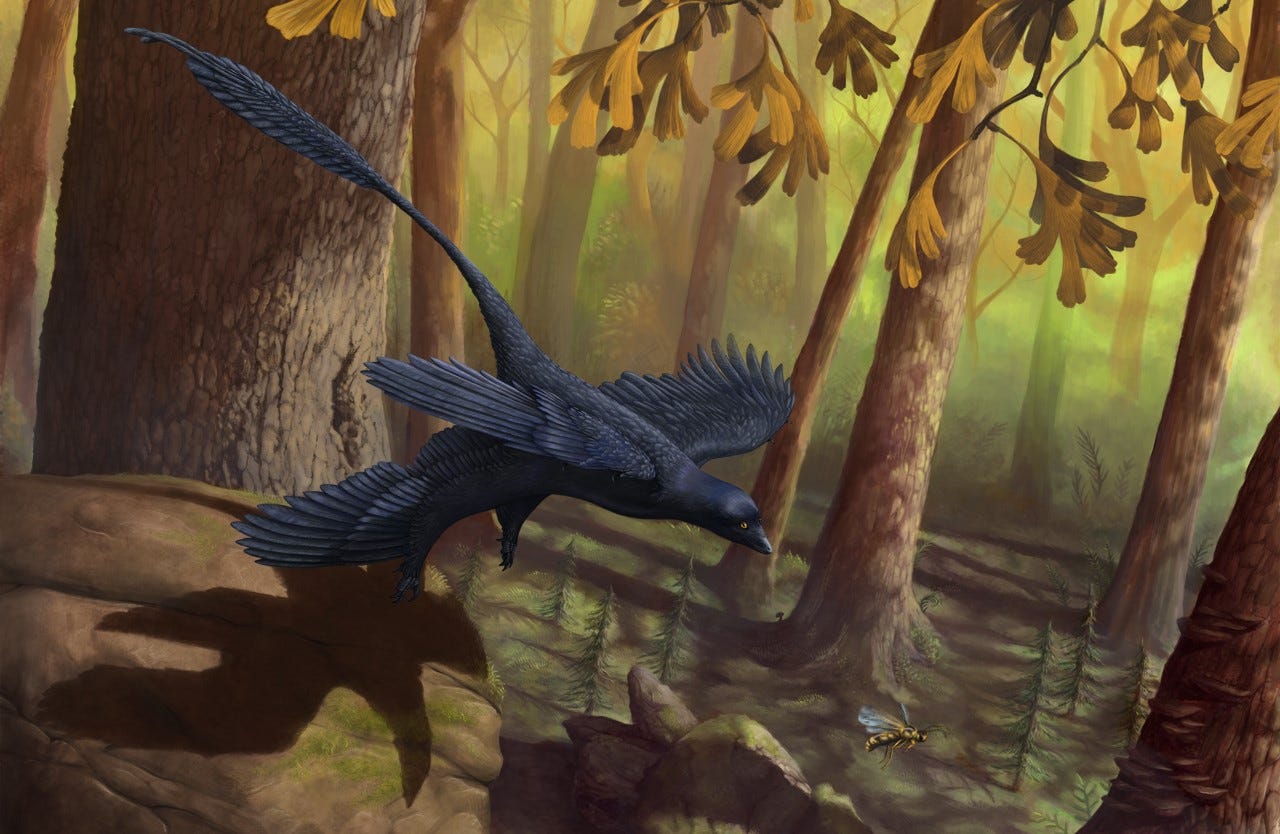 Barinasuchus: The Largest Terrestrial Predator of the Cenozoic | by ...