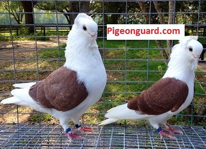 Pigeon Guard: A 100% certified bird controller company | by Pigeon ...