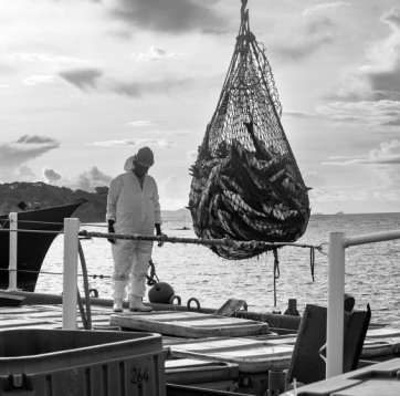 Is the Cobia-Based Pescetarian Diet Our Future? A Word From a Cobia ...
